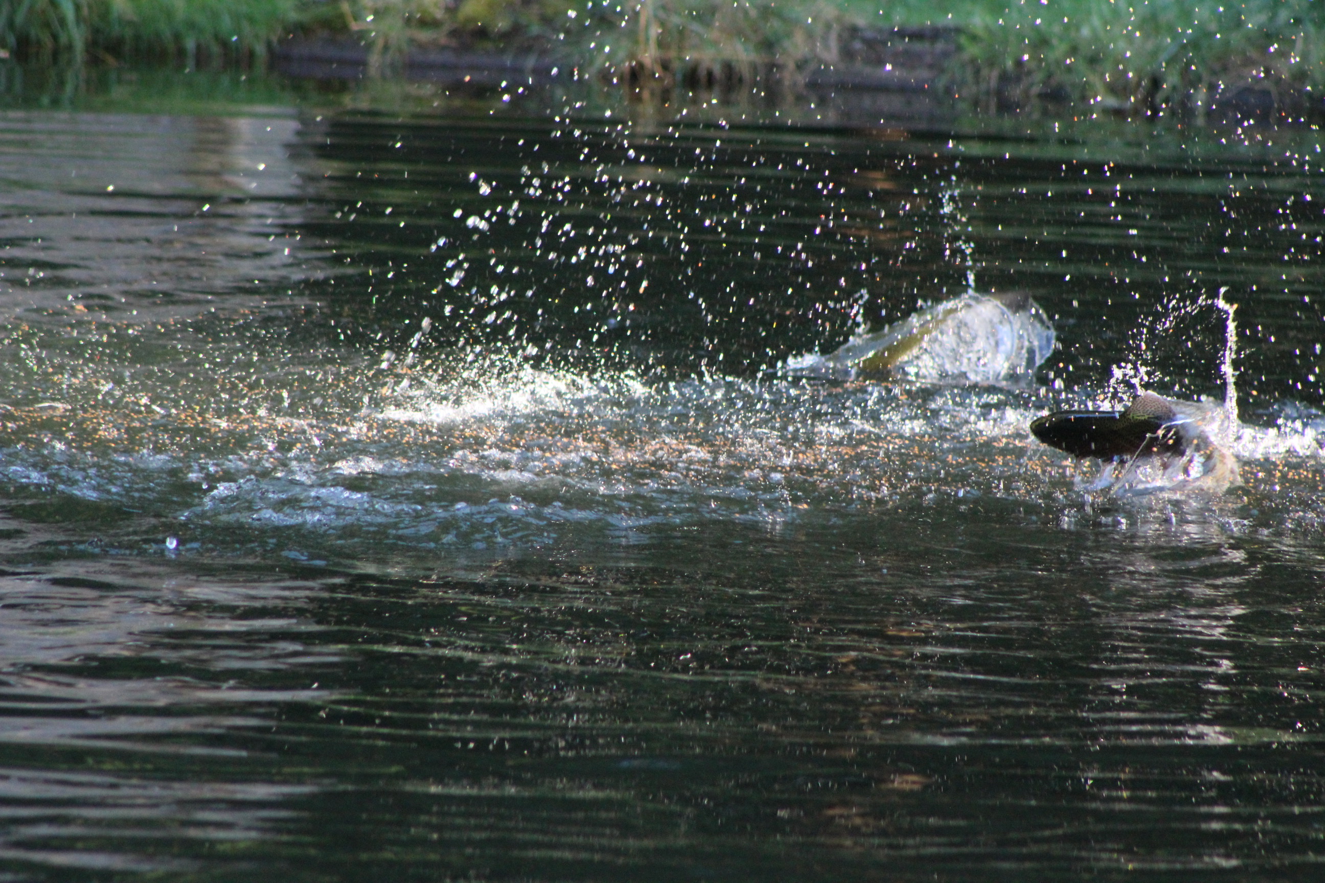 The Awesome Fishing Hole at Camp Howard | CYO/Camp Howard